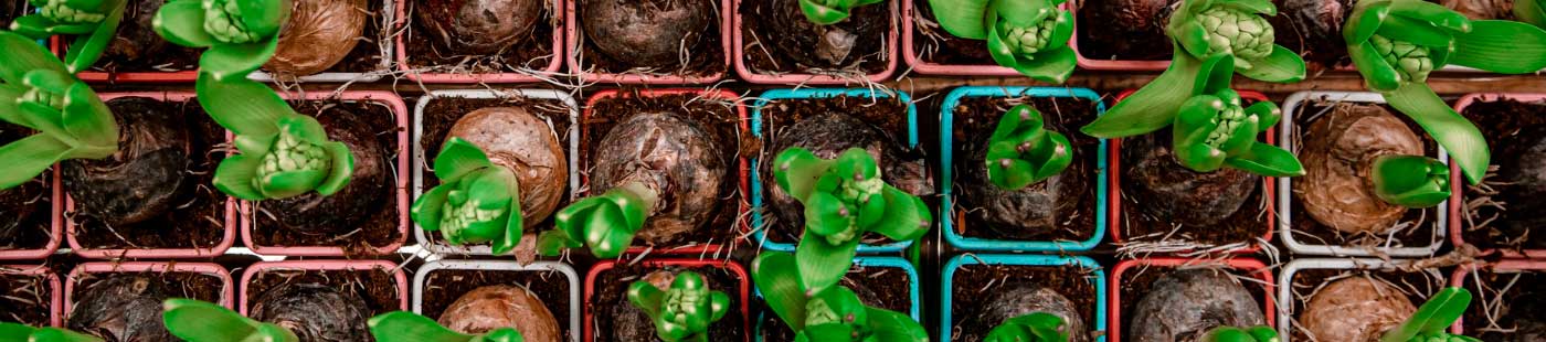 About Bits of Botany: Your Partner in Gardening Excellence